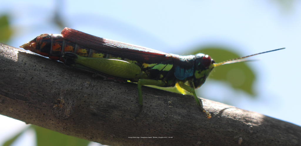Proctolabus mexicanus from Tlaquiltenango, Mor., México on August 26 ...