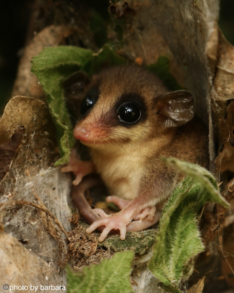Mexican Mouse Opossum from Acala, Acala, CHIS, MX on August 3, 2019 at ...