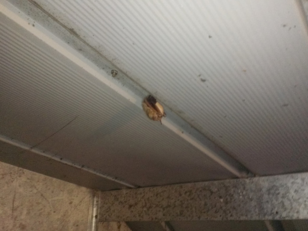 Tricolored Bat from Alachua, FL 32615, USA on December 22, 2013 by ...