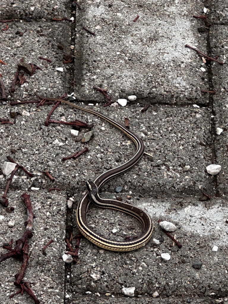 Road Guarder from Santa Cruz, Guanacaste, CR on February 17, 2025 at 04 ...