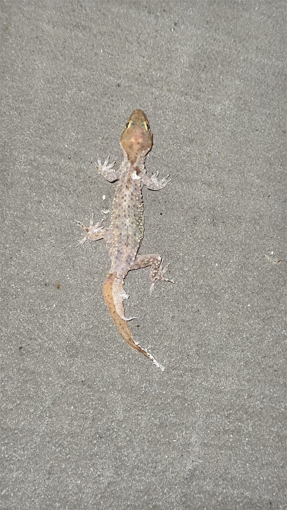 Mediterranean House Gecko from Federal Law Enforcement Training Center ...
