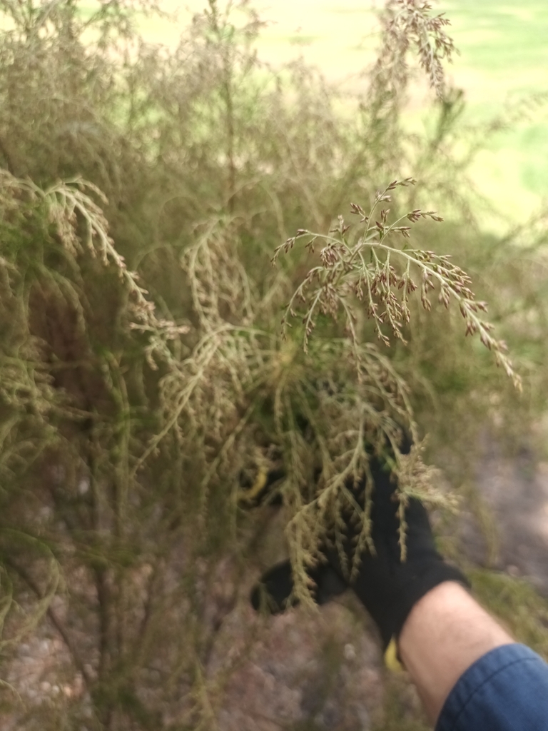 Sifton Bush from Frankston VIC 3199, Australia on February 18, 2025 at ...