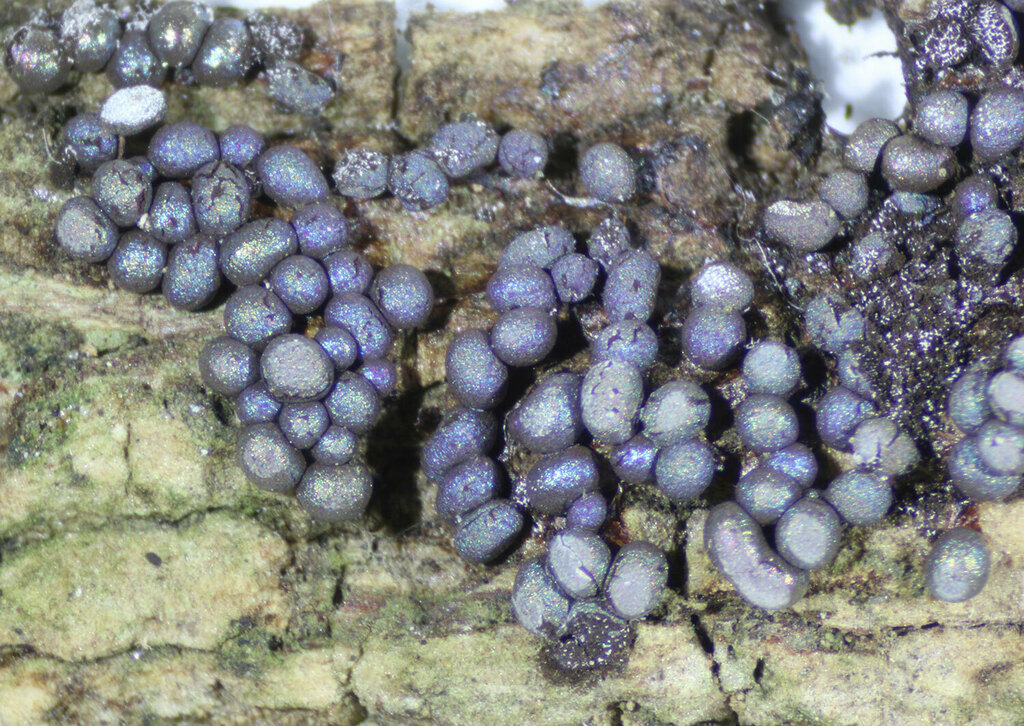 Badhamia panicea from Birralee TAS 7303, Australia on May 25, 2014 at ...