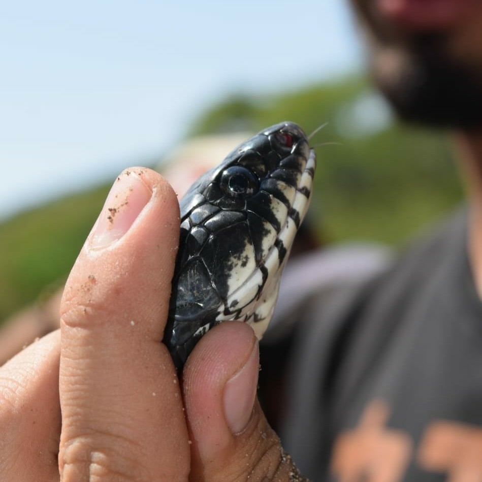 Mexican West Coast Indigo Snake from 48544 Jal., México on October 20 ...