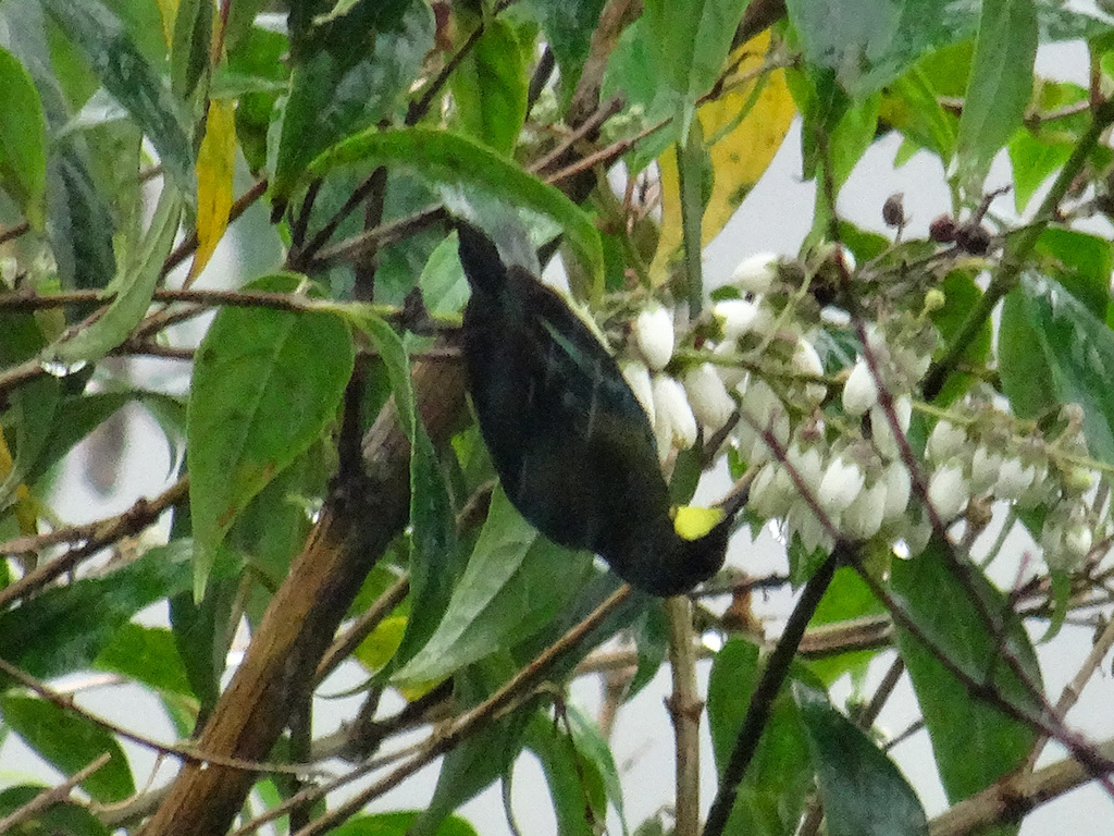 Metallic-winged Sunbird (Luzon) from Luzon, Hungduan, Ifugao, PH on ...