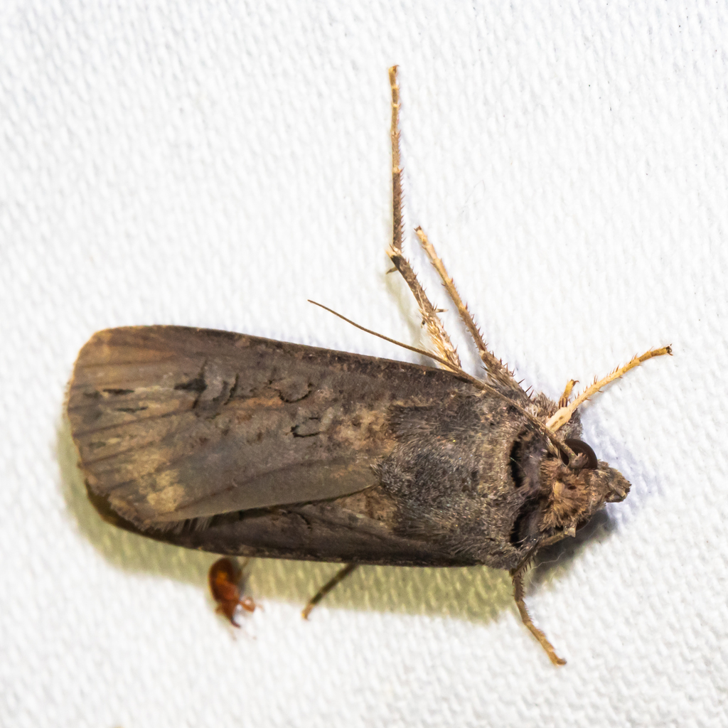 Ipsilon Dart Moth from Howard, Maryland, United States on July 27, 2019 ...