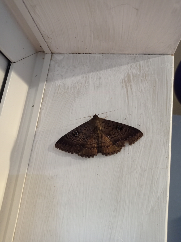 Northern Wattle Moth from Beach Haven, Auckland 0626, New Zealand on ...