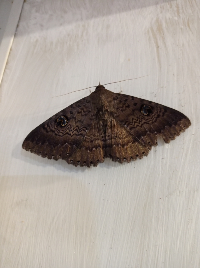 Northern Wattle Moth from Beach Haven, Auckland 0626, New Zealand on ...