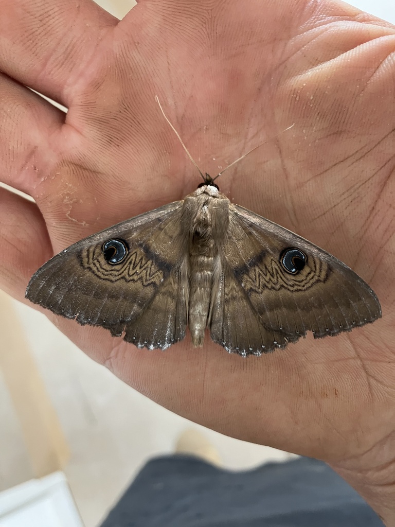 Southern Moon Moth from Coolangatta Rd, Mount Martha, VIC, AU on ...