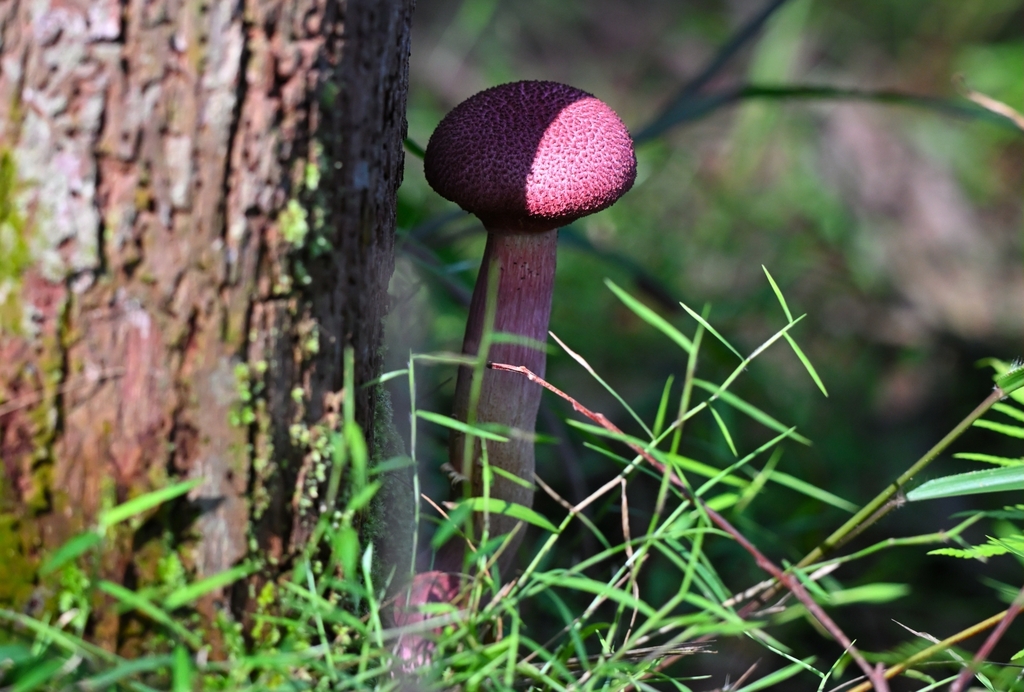 Boletellus from Landsborough QLD, Australia on February 18, 2025 at 03: ...