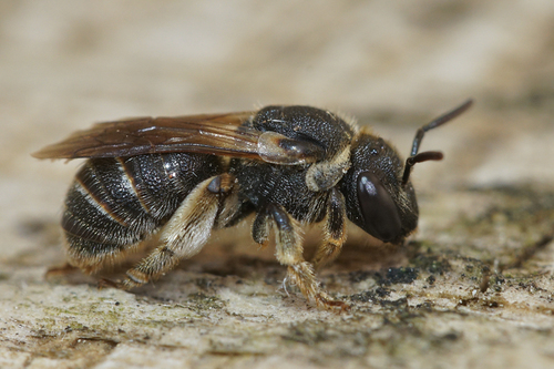 Pseudapis femoralis · iNaturalist