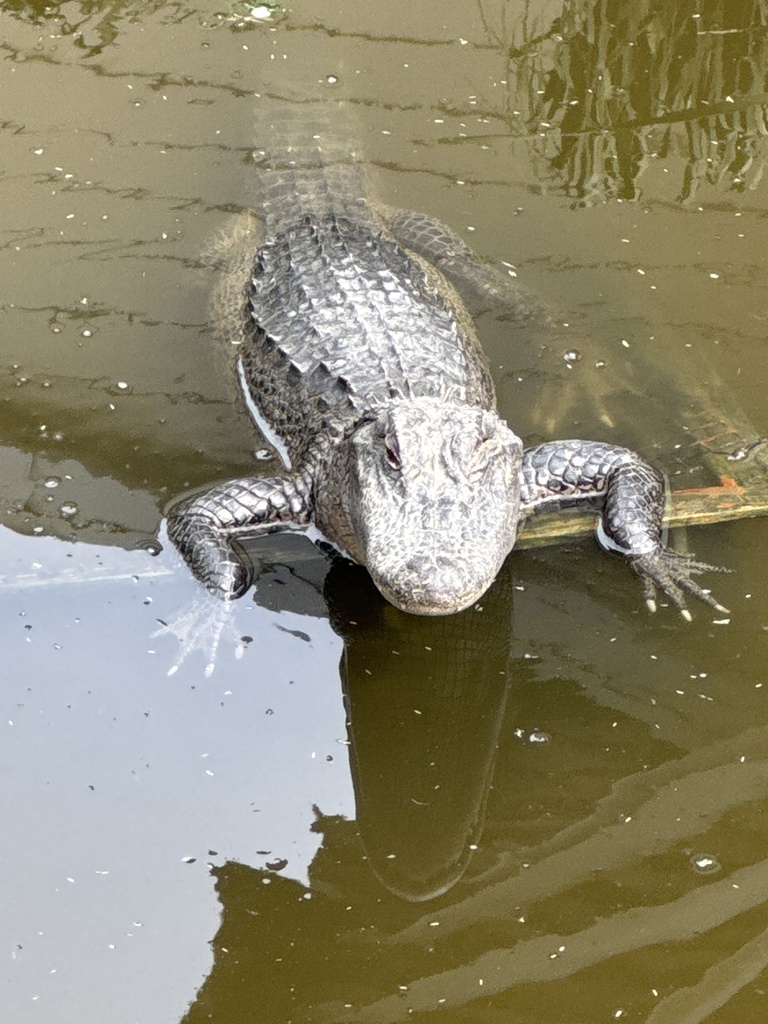 American Alligator from South Padre Island, South Padre Island, TX, US ...