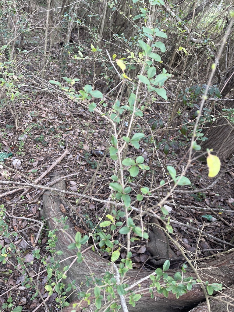 Chinese privet from US-90, Chipley, FL, US on February 12, 2025 at 09: ...