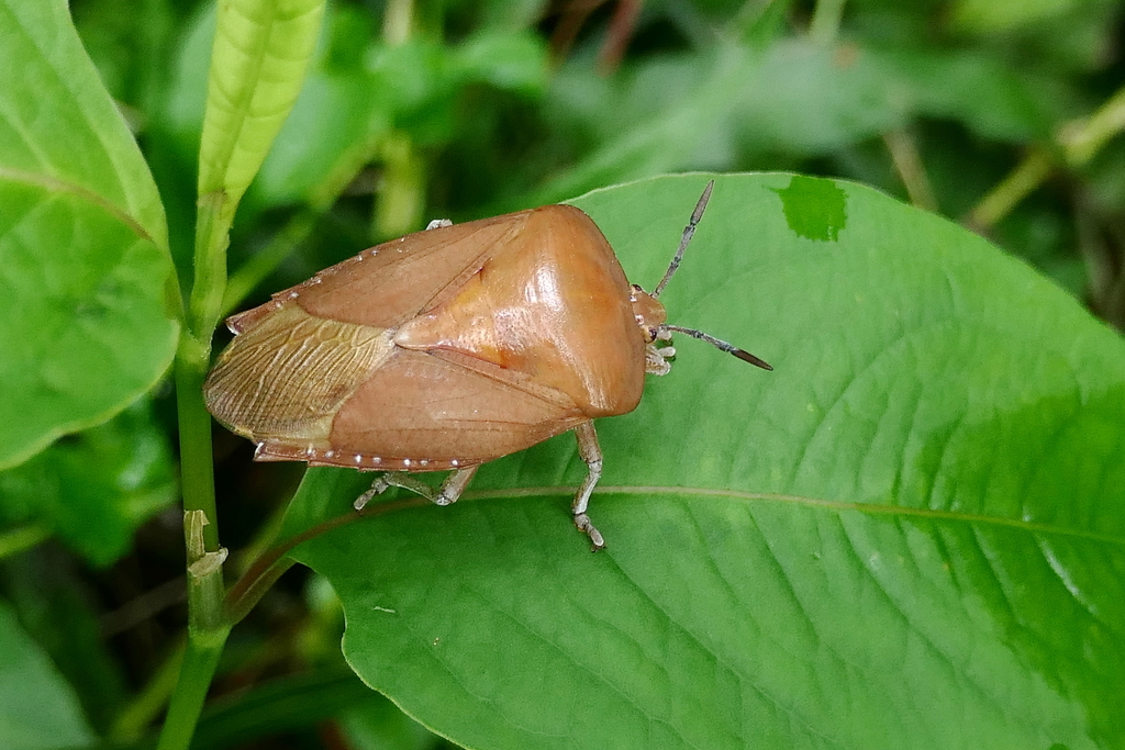 Lychee Stink Bug from 香港青衣 on August 3, 2019 at 10:46 AM by K W Liu ...