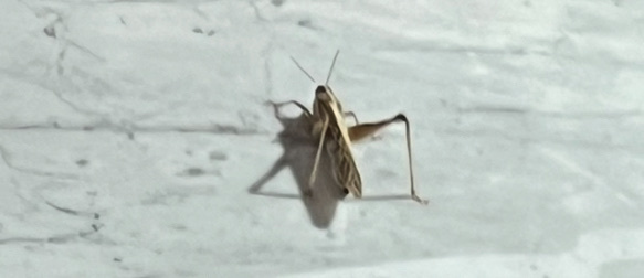 Desert Locust from Abi Obaydah Bin Al Jarrah, Medina, Medina Region, SA ...