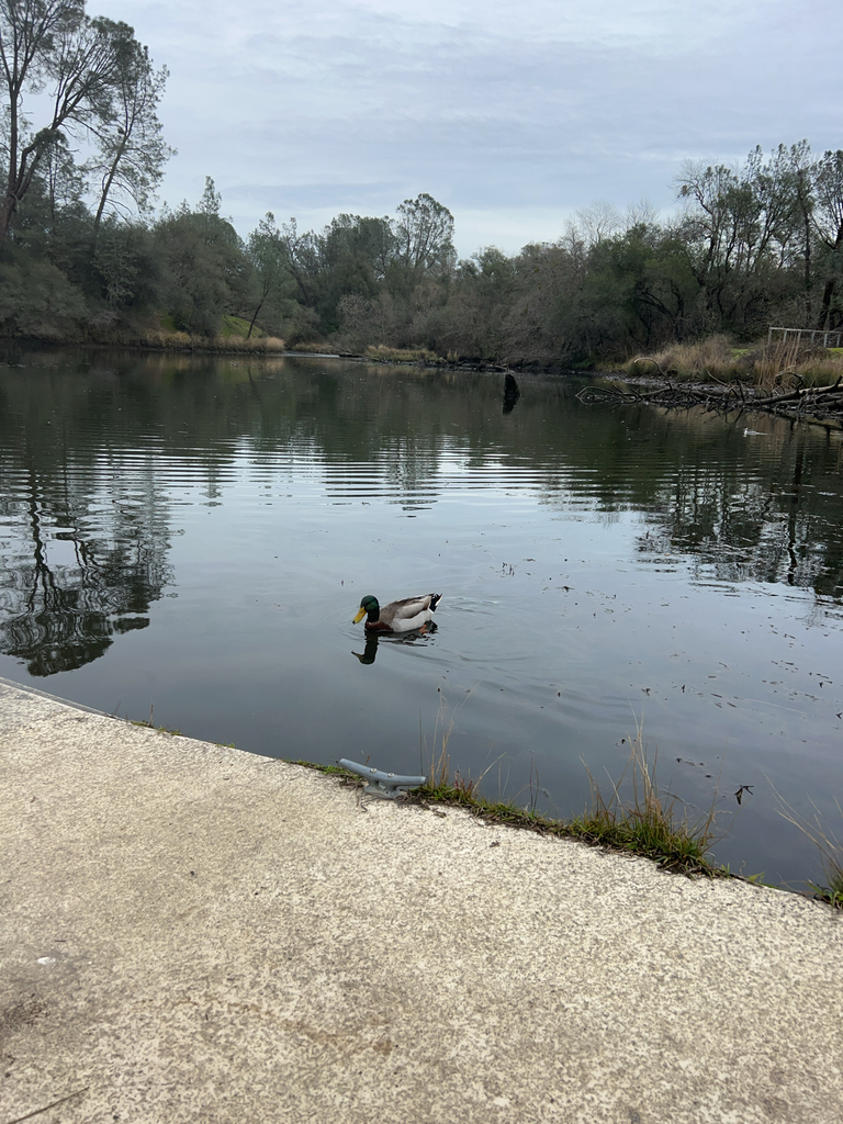 Mallard from Folsom on February 18, 2025 at 03:47 PM by Amanda Hill ...