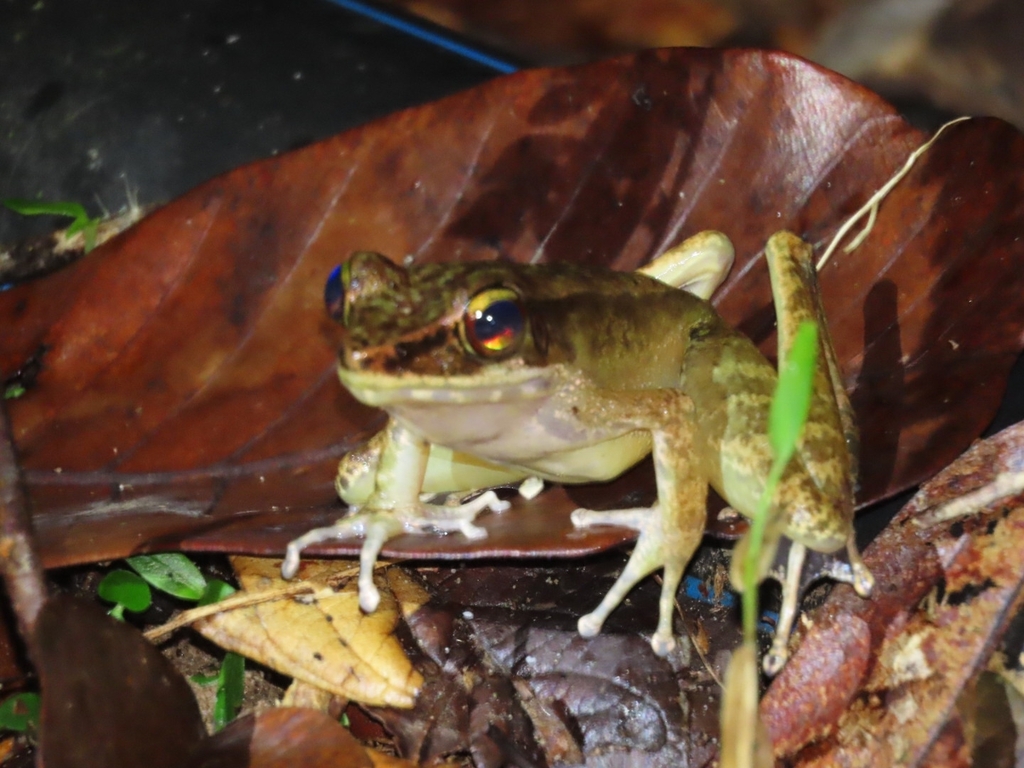Western Torrent Frog in February 2025 by 郭木智 · iNaturalist
