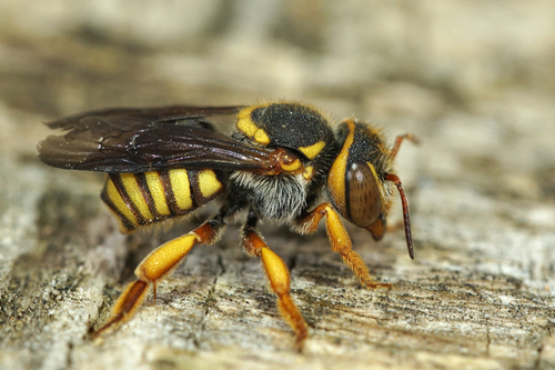 Dark-winged Red-Resin Bee (Rhodanthidium infuscatum) · iNaturalist