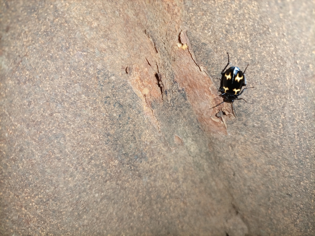 Lioptera from Tebangan Lembak, Bengalon, East Kutai Regency, East ...