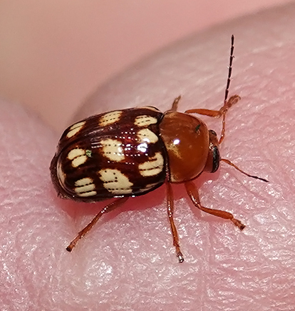 Fourteen-spotted Leaf Beetle from Mastic, NY, USA on August 19, 2023 at ...