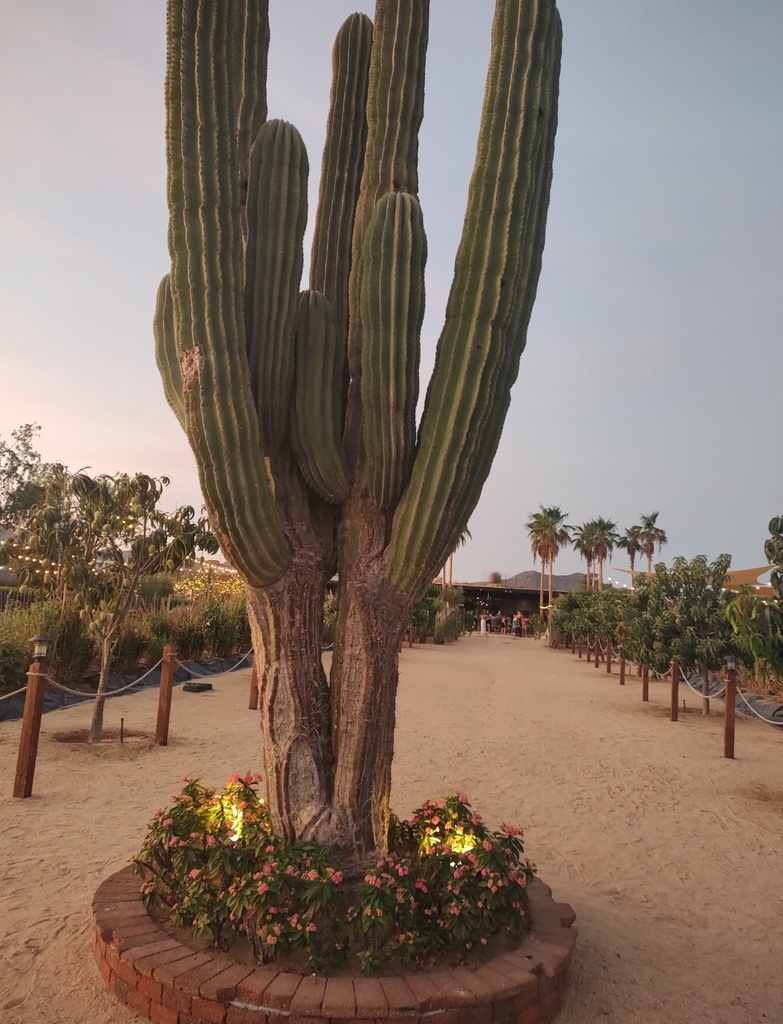 Mexican Giant Cactus from Carretera Transp. KM 4.1, Tourist Corridor ...