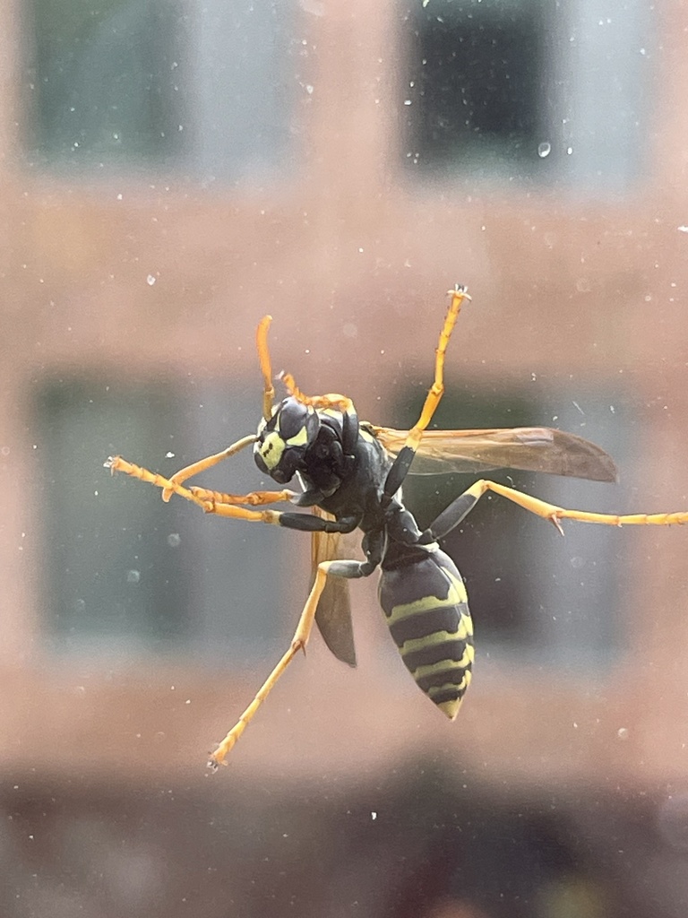 European Paper Wasp from WSU Vancouver, Vancouver, WA, US on February ...