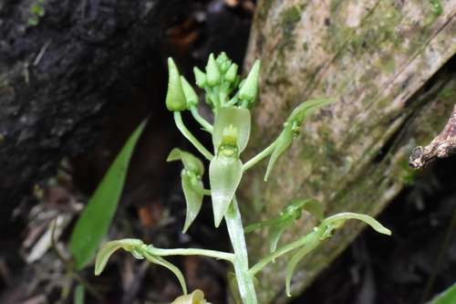 Malaxis maxonii · iNaturalist