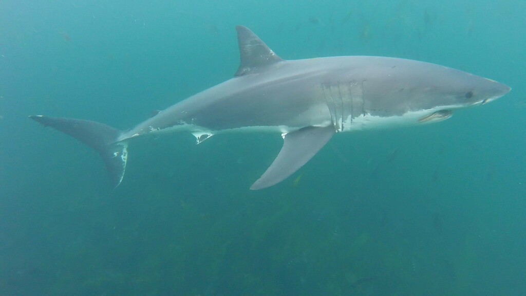 Great White Shark from Southland, New Zealand on February 19, 2025 at ...