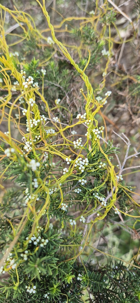 Slender Devil's Twine from 8JF7+P6, Cape Paterson VIC 3995, Australia ...