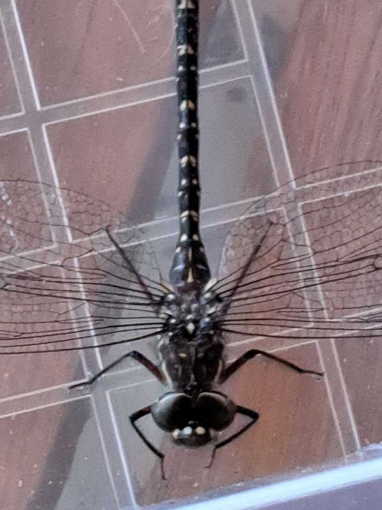 Winged and Once-winged Insects from Neerim VIC 3831, Australia on ...