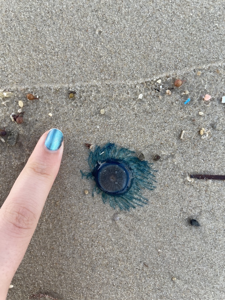 Blue Button from Kings Beach, Kings Beach, QLD, AU on February 20, 2025 ...