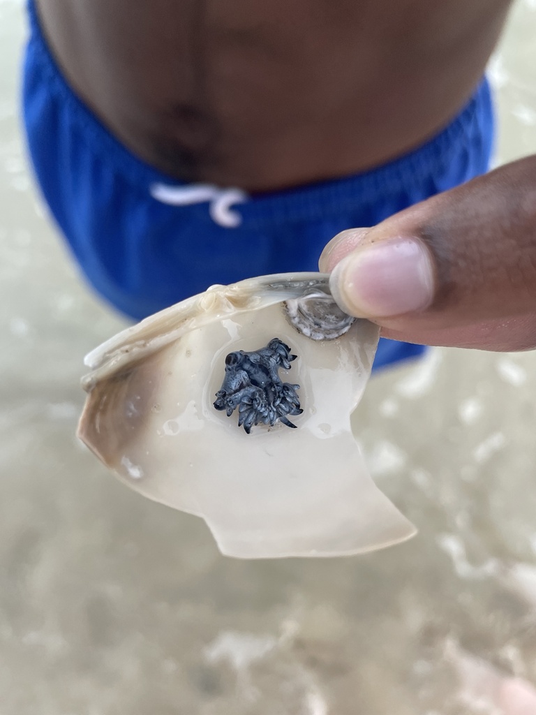Sea Swallows from Bill Morton Memorial Park, Kings Beach, QLD, AU on ...