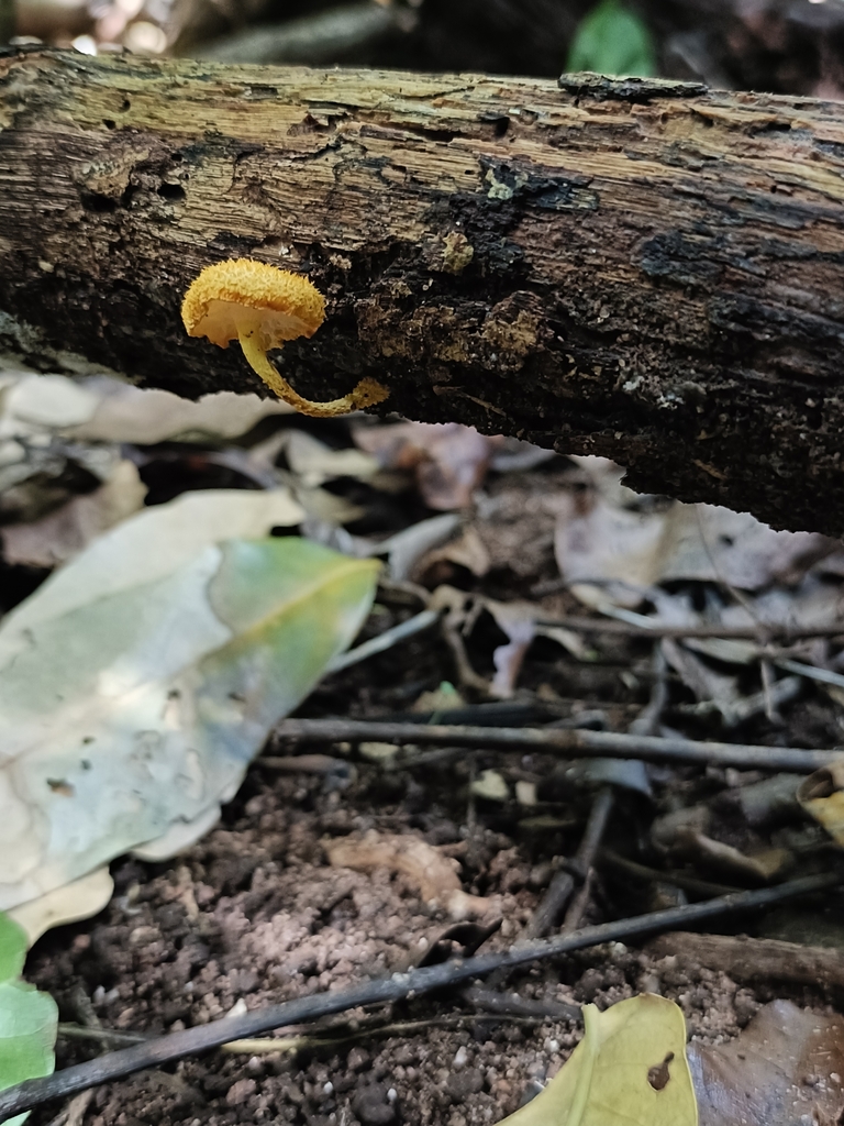 Golden-scruffy Collybia from Peachester QLD, Australia on February 20 ...