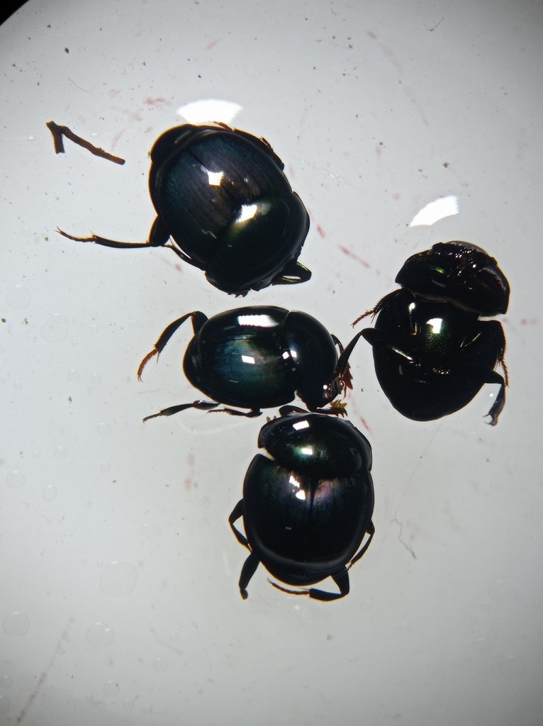 Dung Beetles from San José Del Guaviare, Guaviare, Colombia on February ...