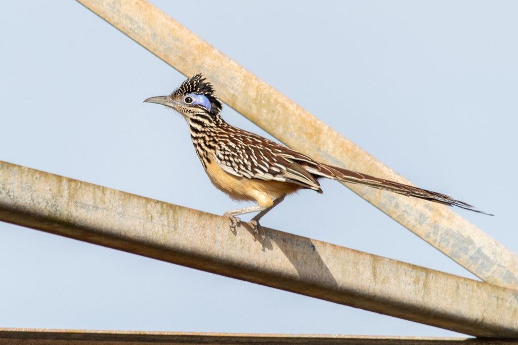 Lesser Roadrunner from 97709 Yuc., México on February 16, 2025 at 10:14 ...