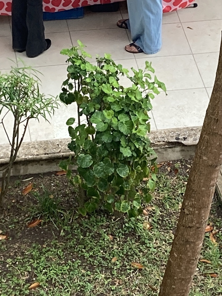 shield aralia from Universidad del Valle de México, Mérida, Yuc., MX on ...