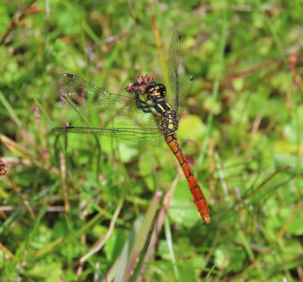 Eastern Pygmyfly from Greenlands NSW 2631, Australia on February 17 ...