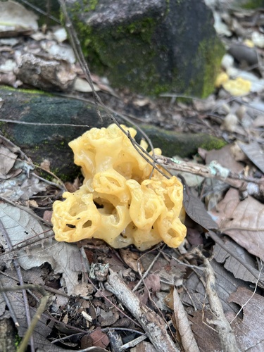 Sebacina aureomagnifica · iNaturalist