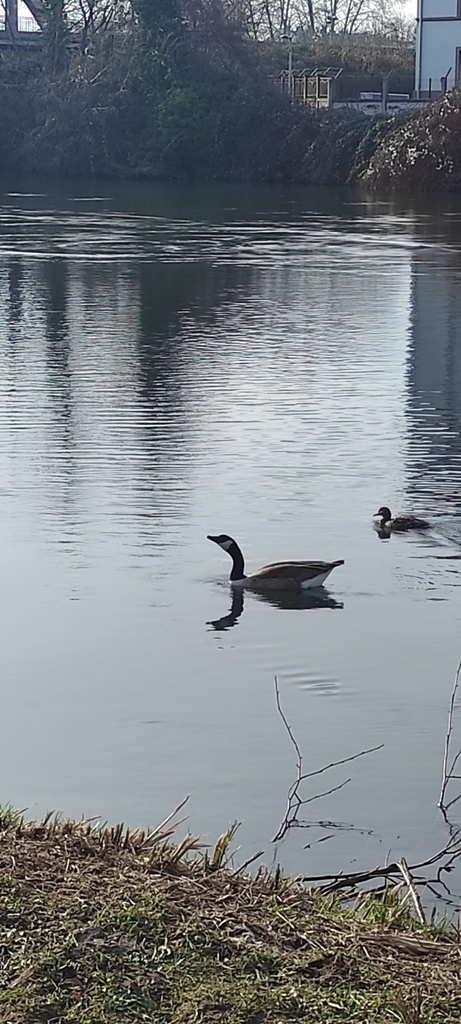 Canada Goose from Krutenau, 67000 Strasbourg, France on February 20 ...