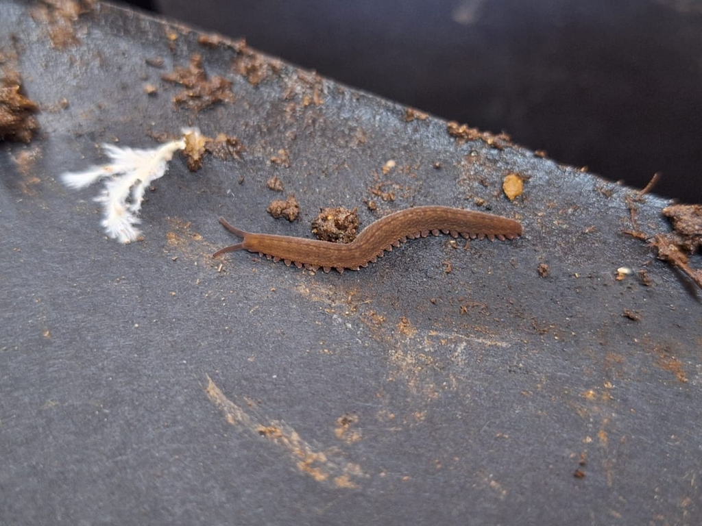 equatorial velvet worms from 77963 Q.R., México on March 9, 2024 by ...