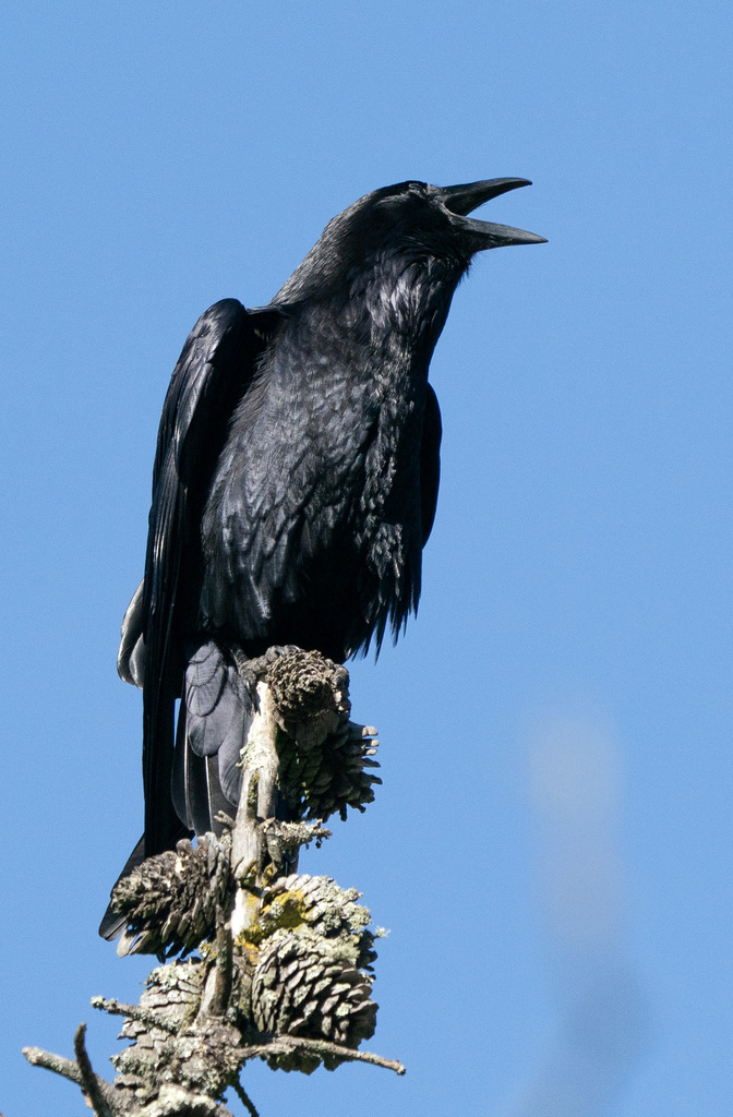 Common Raven from Contra Costa County, CA, USA on February 20, 2025 at ...