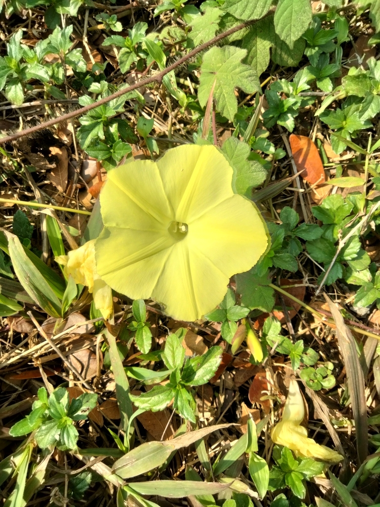 Distimake vitifolius from 69CP+X8 ตำบล นาหินลาด อำเภอปากพลี นครนายก ...