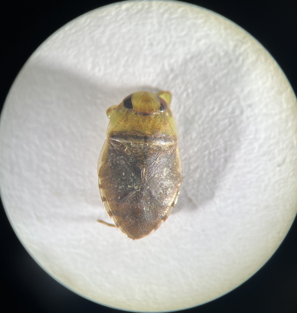 Alligator Fleas from North Corals, Oakland Park, FL 33334, USA on ...