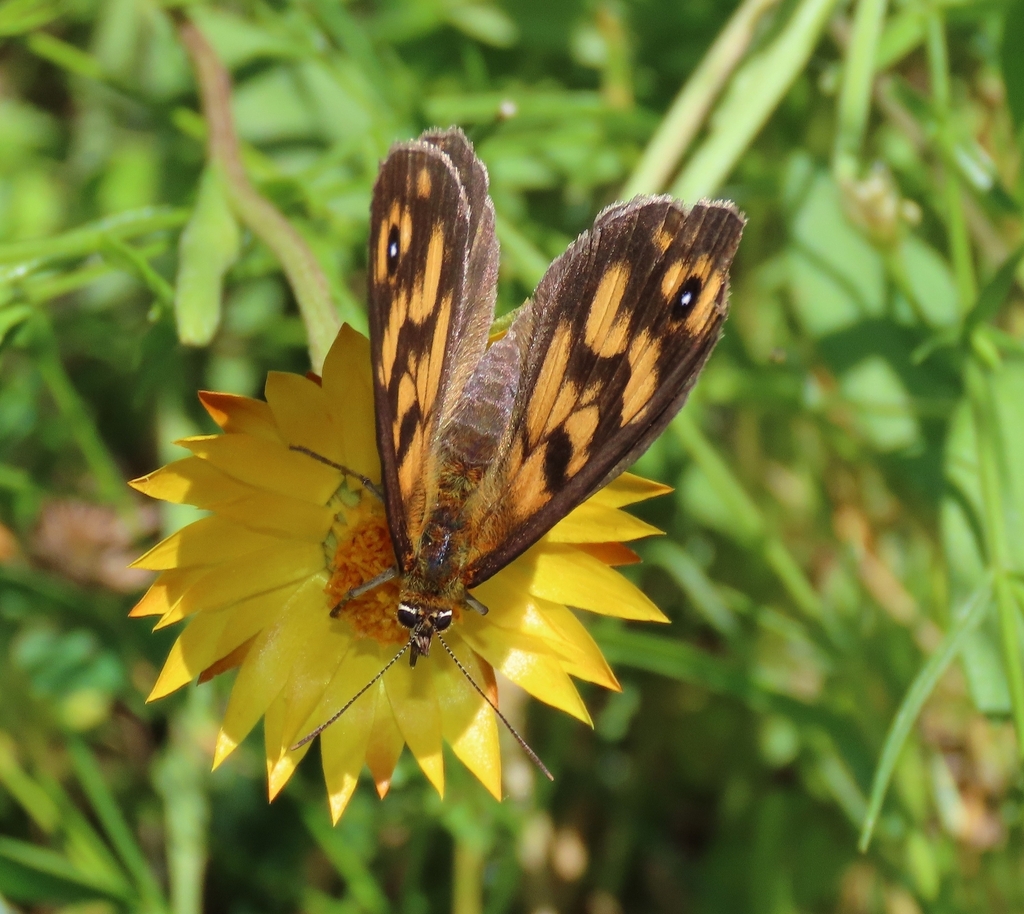Butterflies and Moths from Greenlands NSW 2631, Australia on February ...
