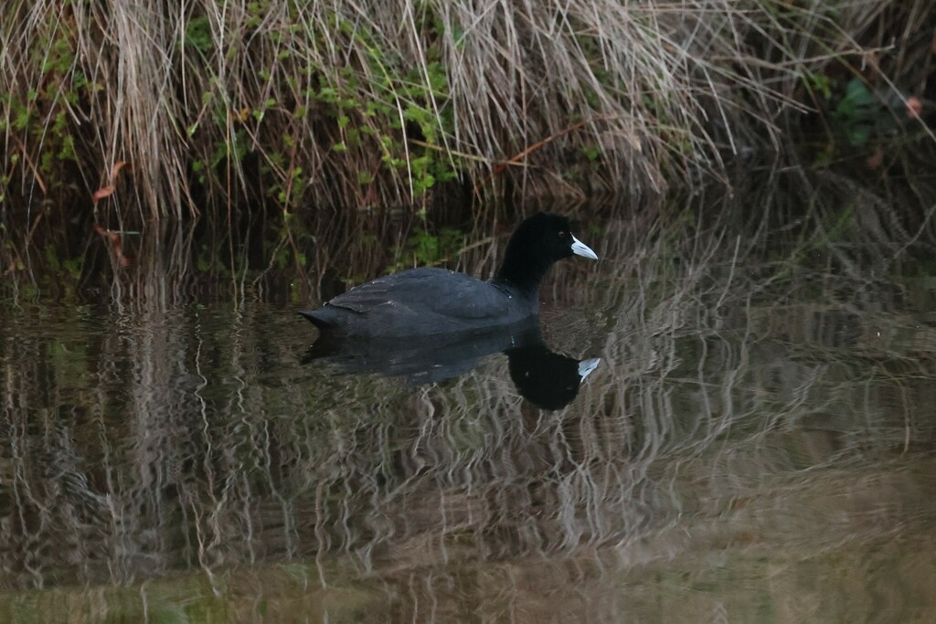Australasian Coot from Kennett River VIC 3234, Australia on January 18 ...