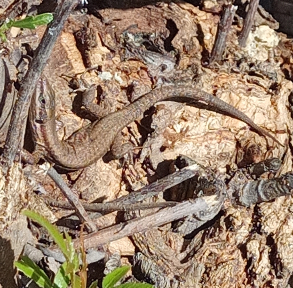 Lebanon Lizard from Bitez, 48470 Bodrum/Muğla, Türkiye on February 21 ...