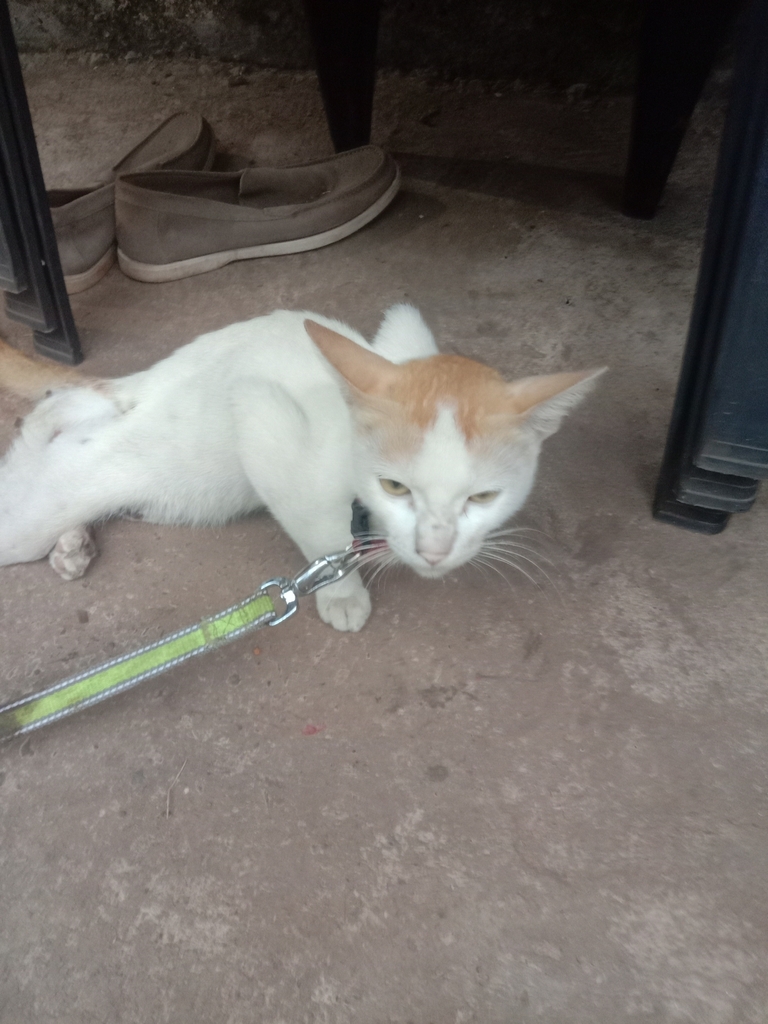 Domestic Cat from Agacaim Bypass, Merkuri, Agaçaim, Goa 403104, India ...