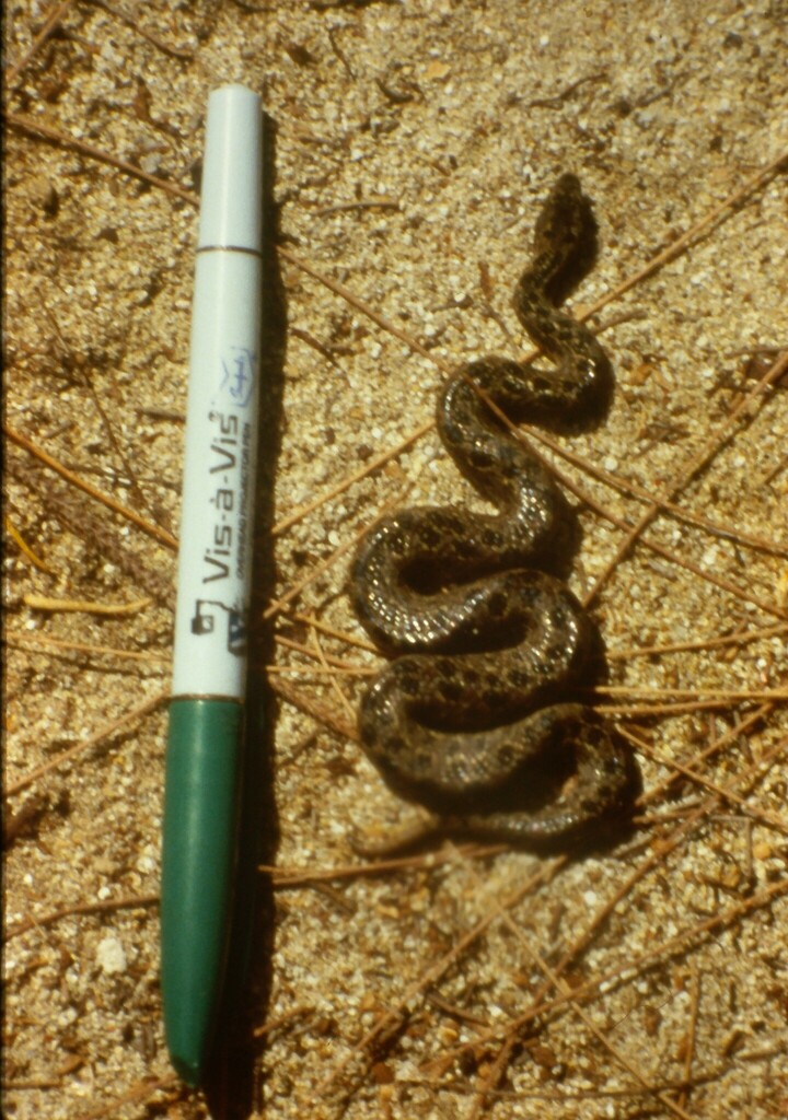 Tropidophis curtus from North Andros, The Bahamas on July 18, 1995 by ...