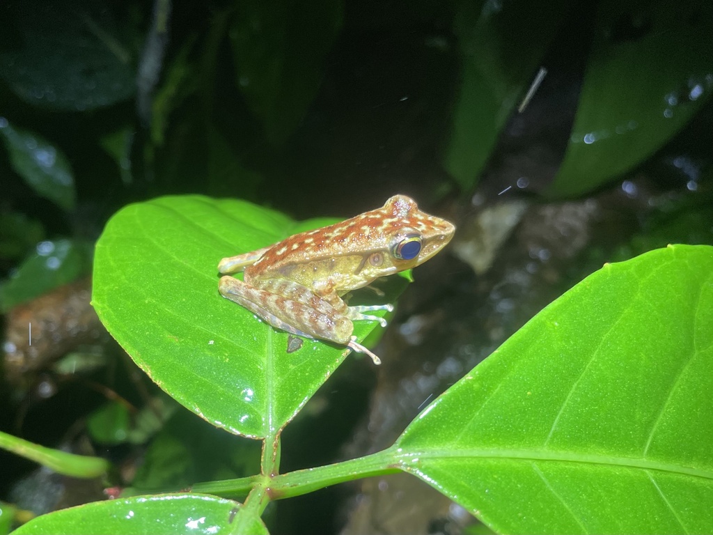 Penrissen Torrent Frog in August 2024 by Rebecca Morris · iNaturalist