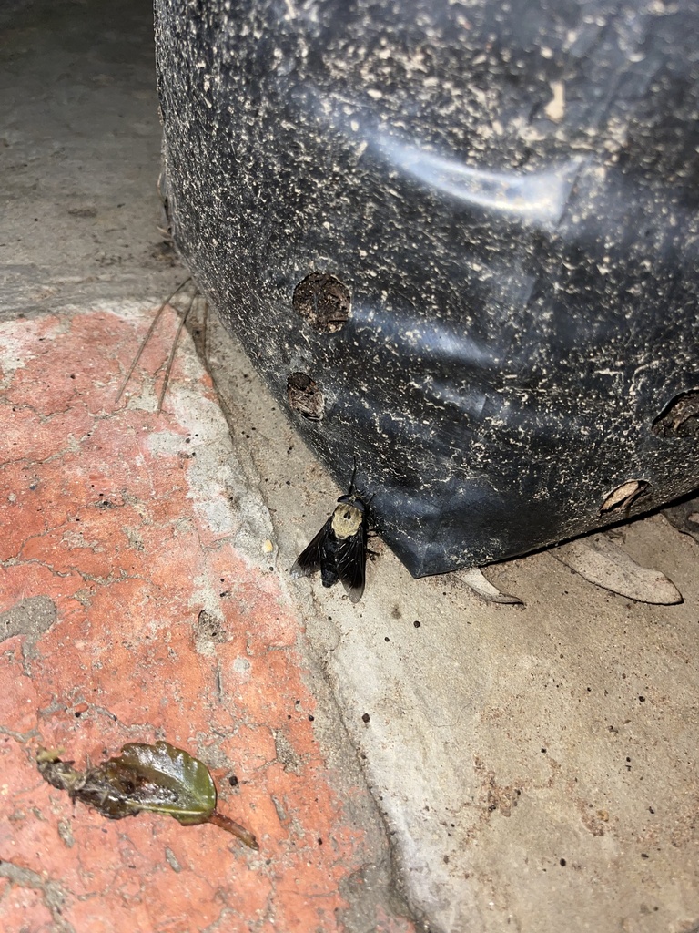 Hippo Fly from George, Western Cape, ZA on February 21, 2025 at 07:43 ...